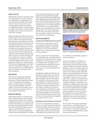 Carpenterworm Integrated Pest Management | PDF