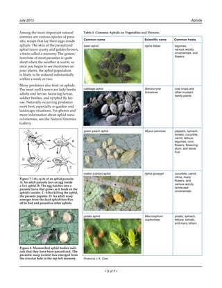 Aphids Integrated Pest Management | PDF