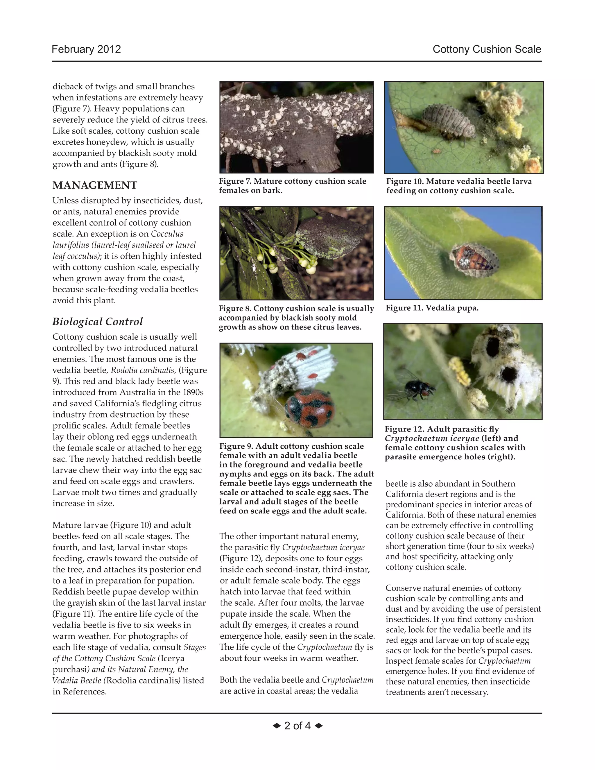 Cottony Cushion Scales Integrated Pest Management | PDF