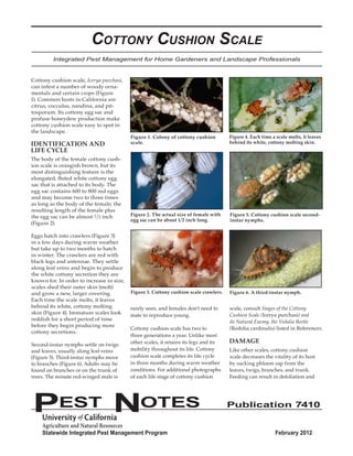 Cottony Cushion Scales Integrated Pest Management | PDF