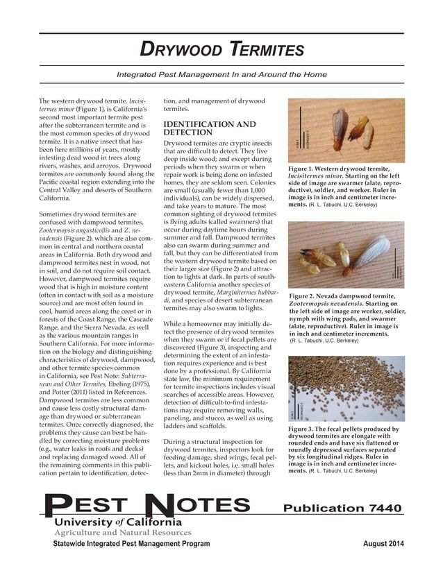 Drywood Termites Integrated Pest Management | PDF