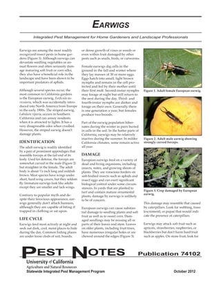 Earwigs Integrated Pest Management | PDF