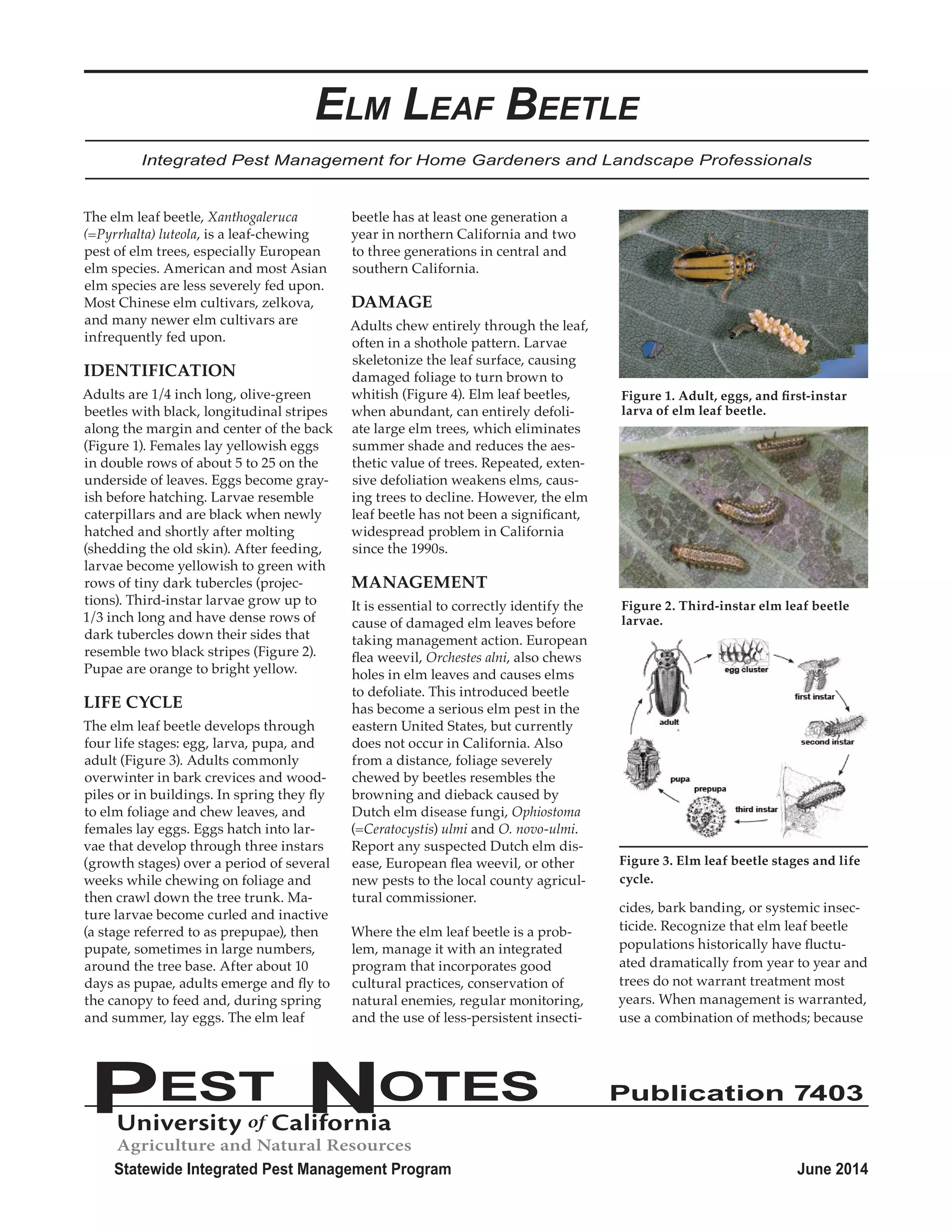 Elm Leaf Beetle Integrated Pest Management | PDF