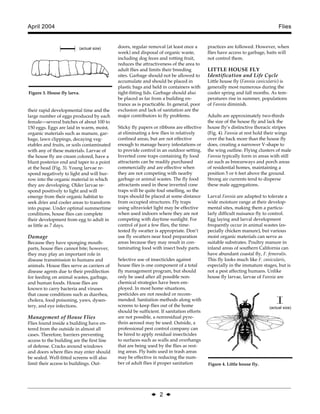 Flies Integrated Pest Management | PDF