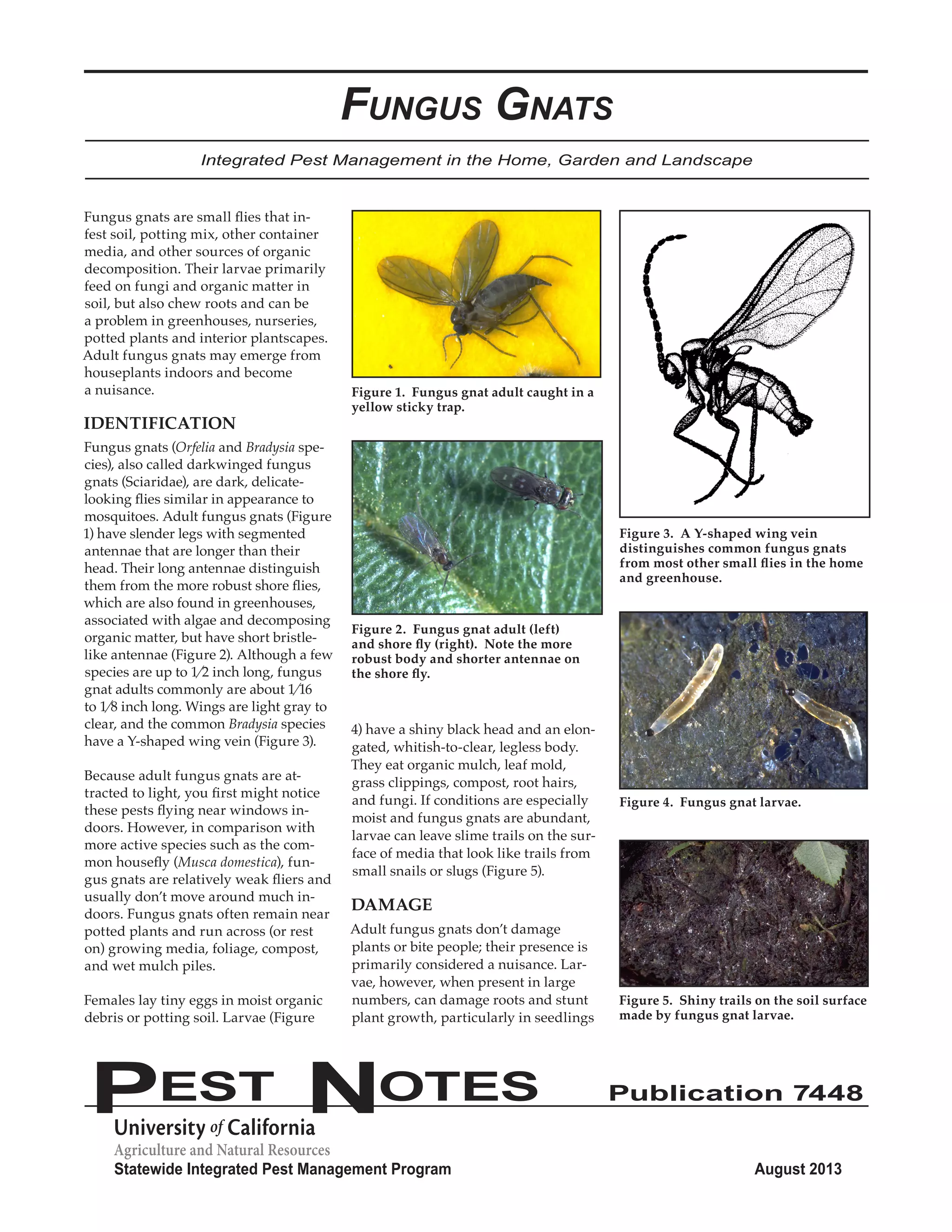 Fungus Gnats Integrated Pest Management | PDF
