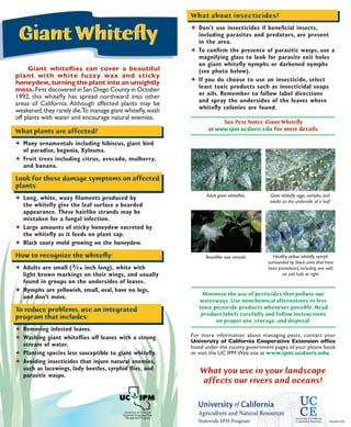 Giant Whitefly Quick Tips Natural Pest Control | PDF