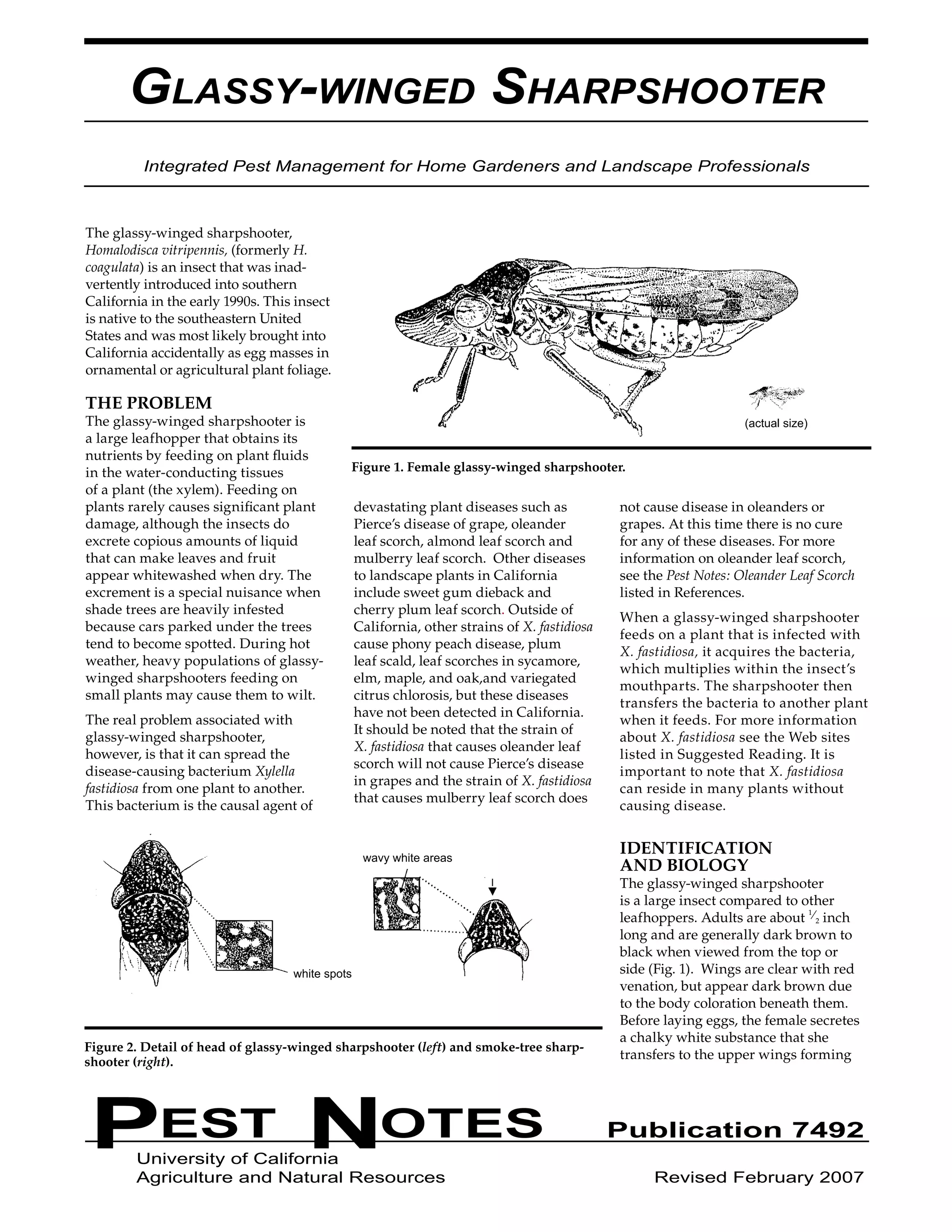 Glassy-Winged Sharpshooter Integrated Pest Management | PDF