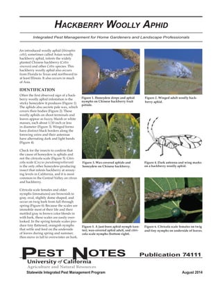 Hackberry Woolly Aphids Integrated Pest Management | PDF