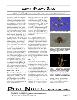 Walking Stick Life Cycle