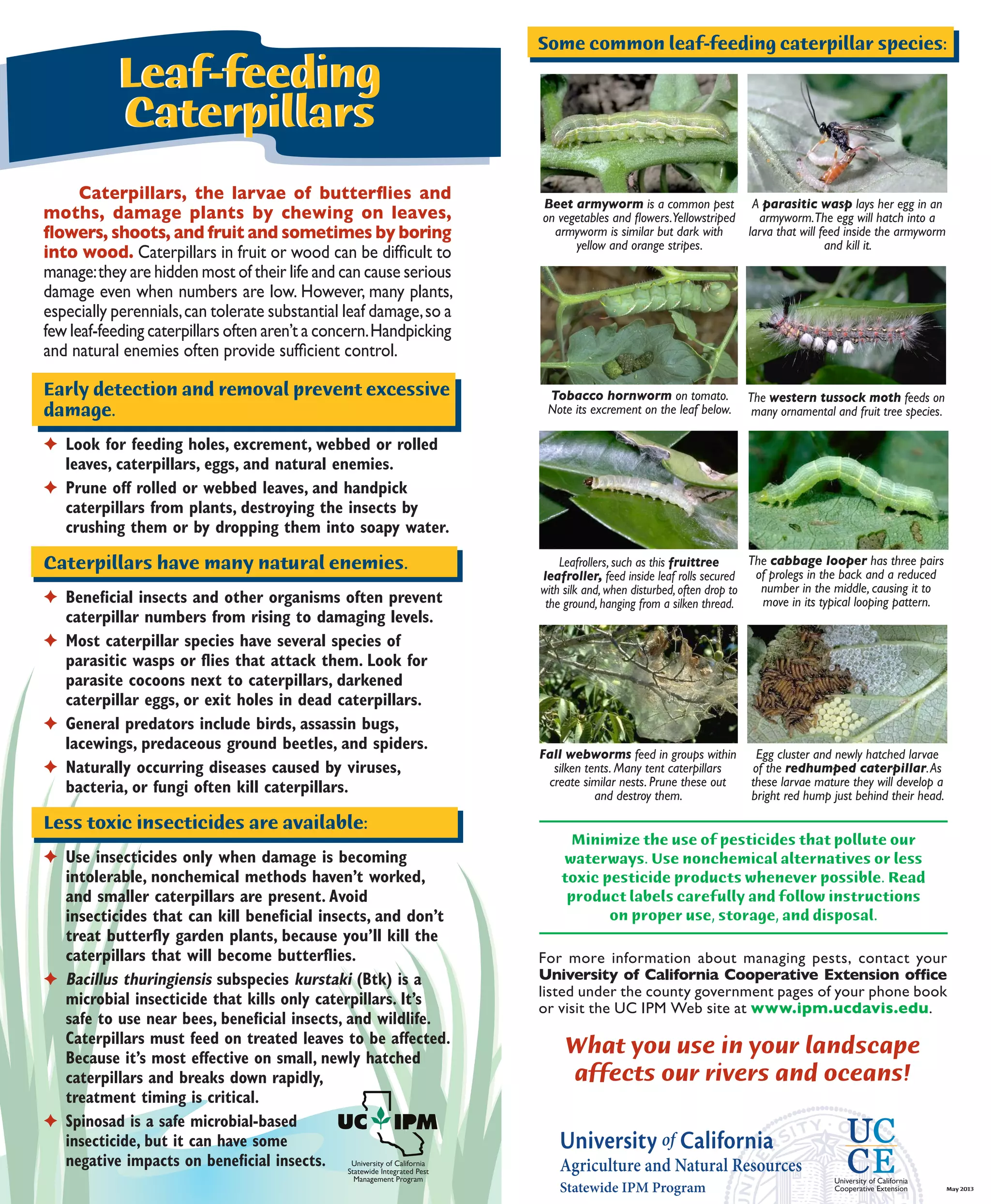 Leaf-feeding Caterpillars Quick Tips Natural Pest Control | PDF