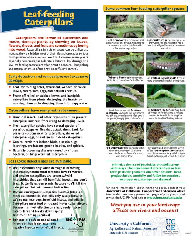 Leaf-feeding Caterpillars Quick Tips Natural Pest Control | PDF ...