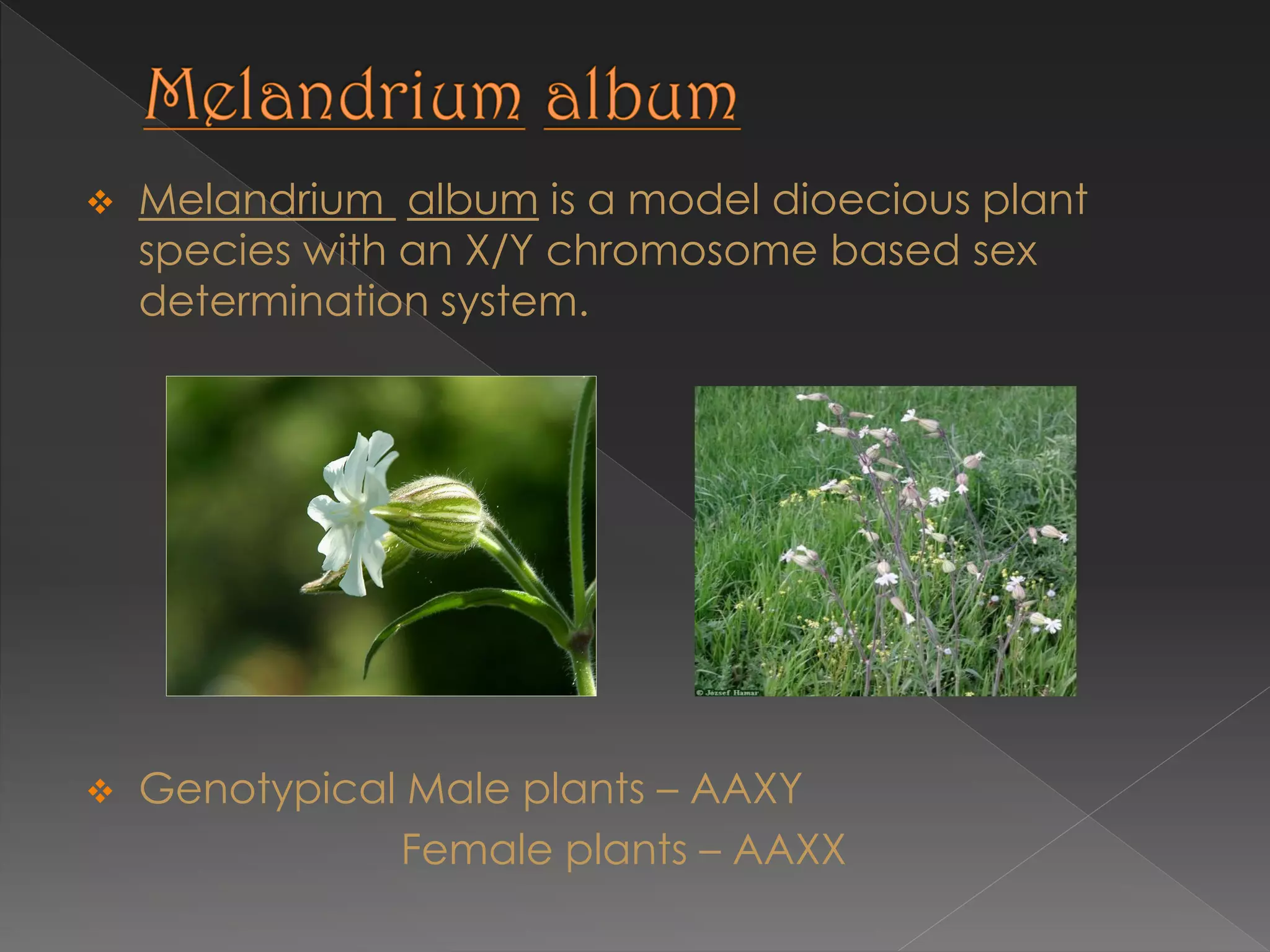 XX-XY sex determination in plants | PDF
