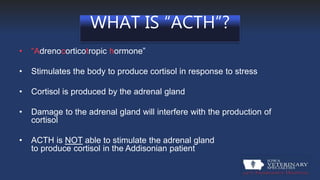 Canine Hypoadrenocorticism | PPTX