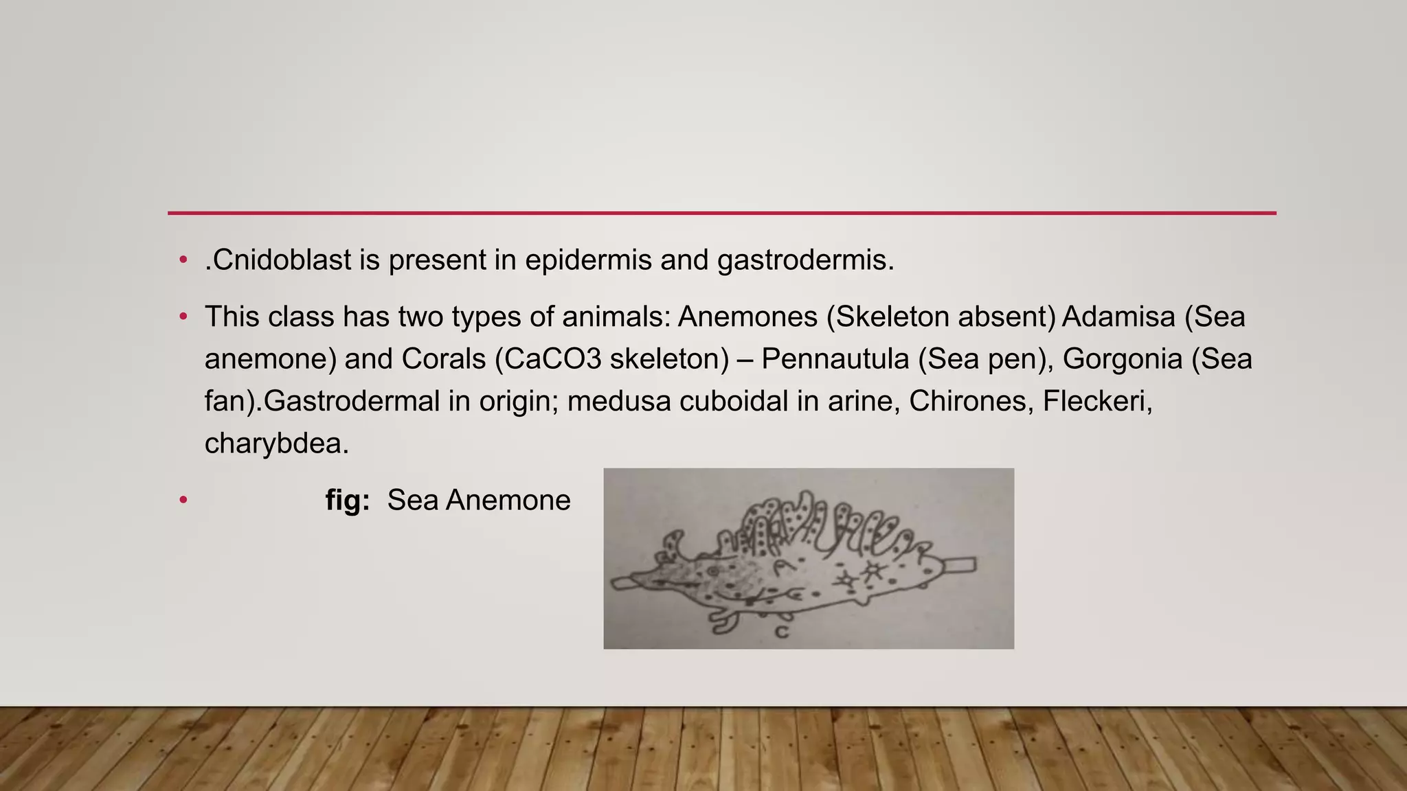 Classification of phylum Cnidaria upto class | PPTX