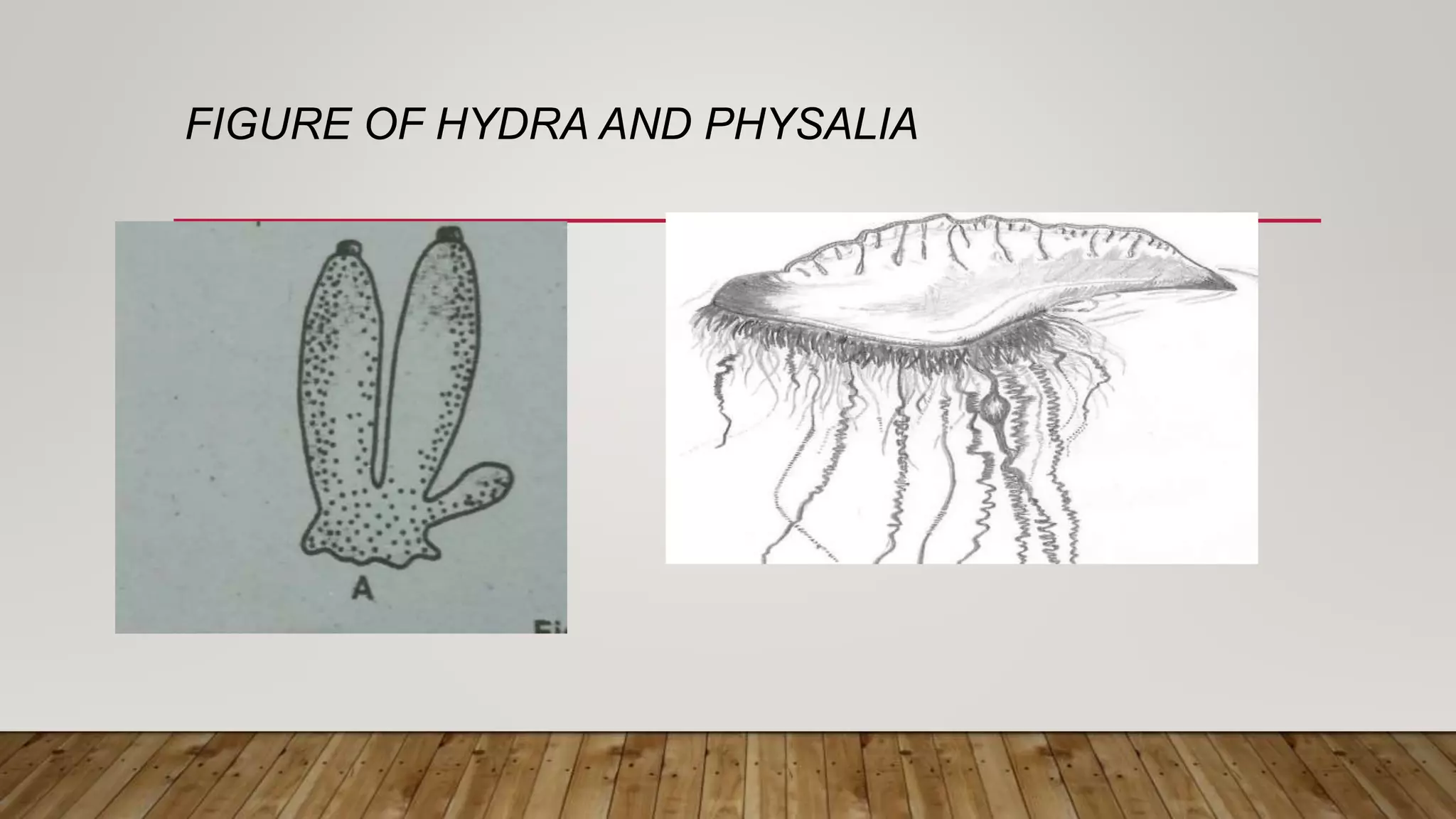 Classification of phylum Cnidaria upto class | PPTX