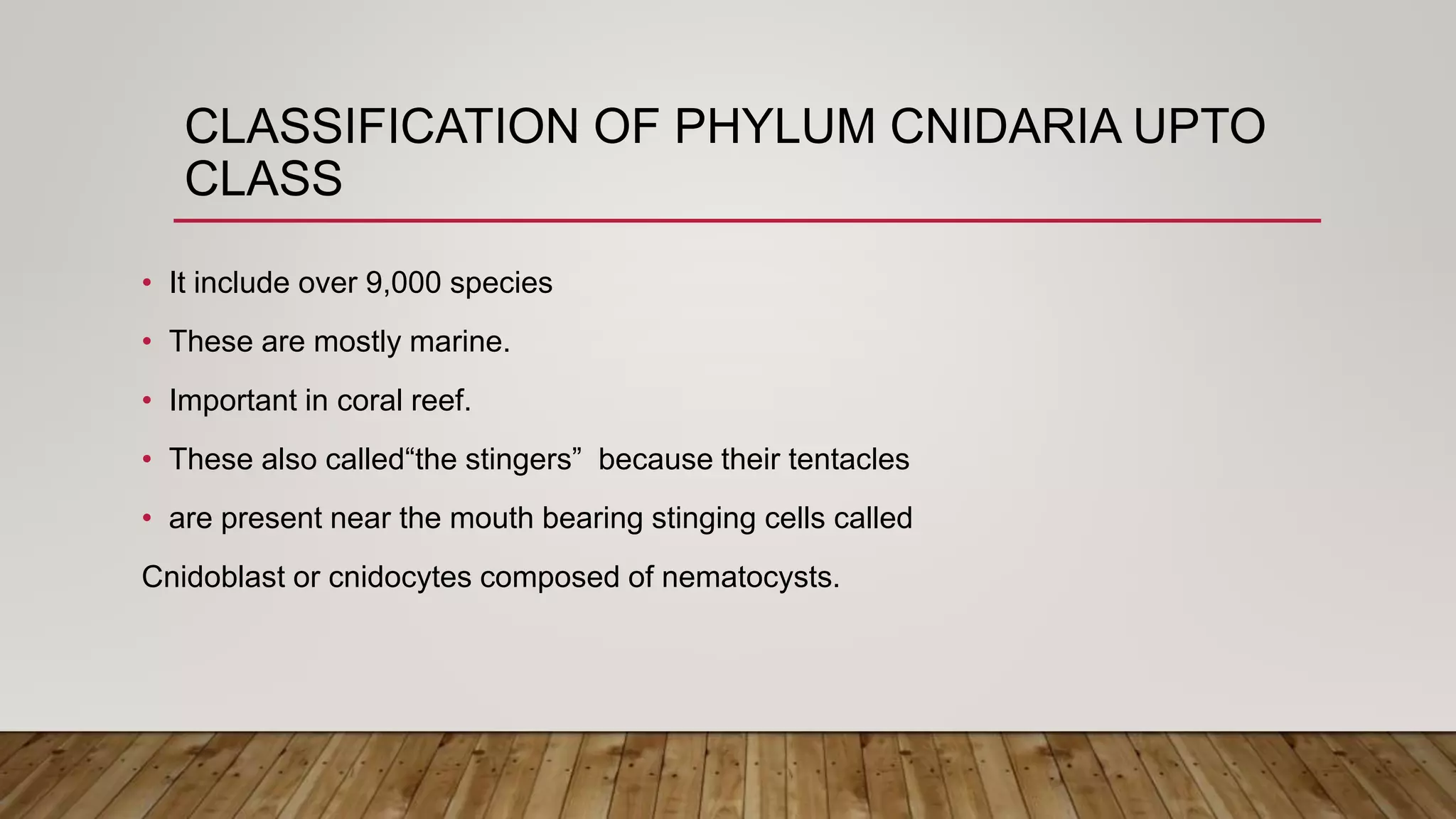 Classification of phylum Cnidaria upto class | PPTX