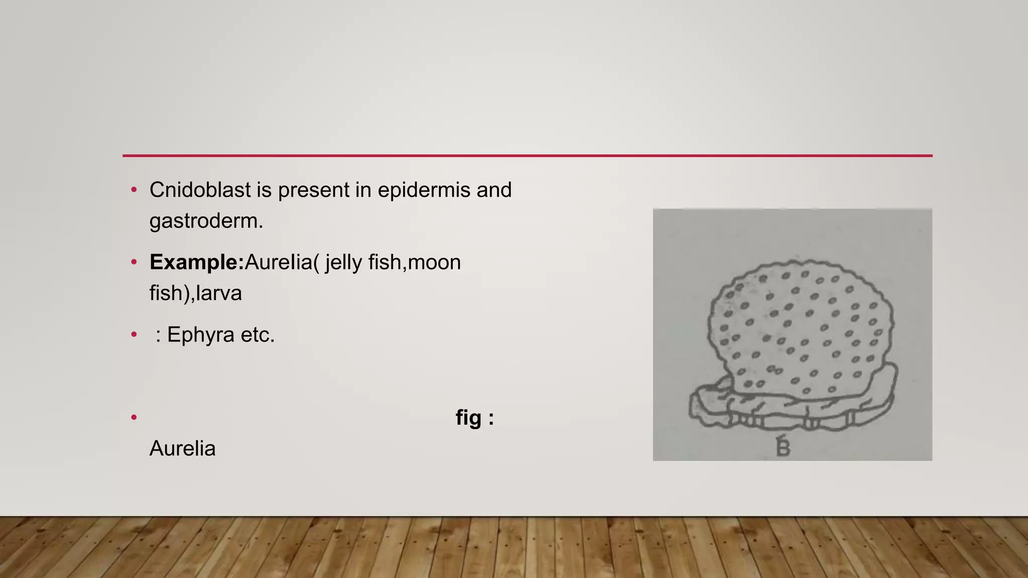 Classification of phylum Cnidaria upto class | PPTX