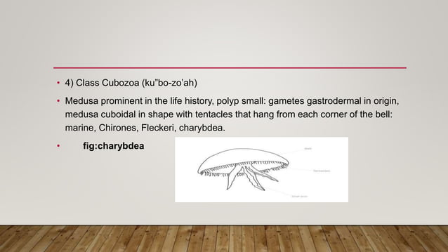 Classification of phylum Cnidaria upto class | PPTX | Geography | Science