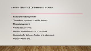 Classification of phylum Cnidaria upto class | PPTX