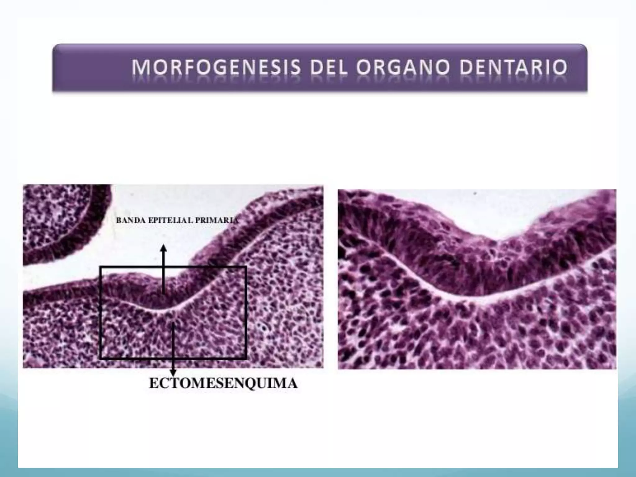Odontología: Embriología e Histología Dental Odontogenesis | PPTX