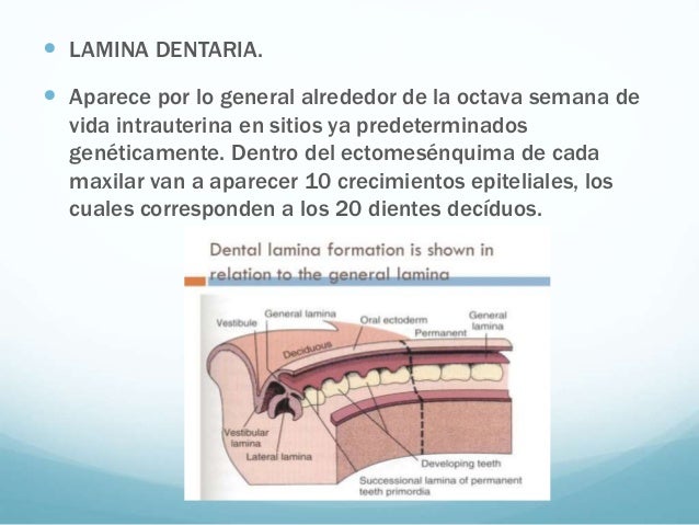 Odontología: Embriología e Histología Dental Odontogenesis