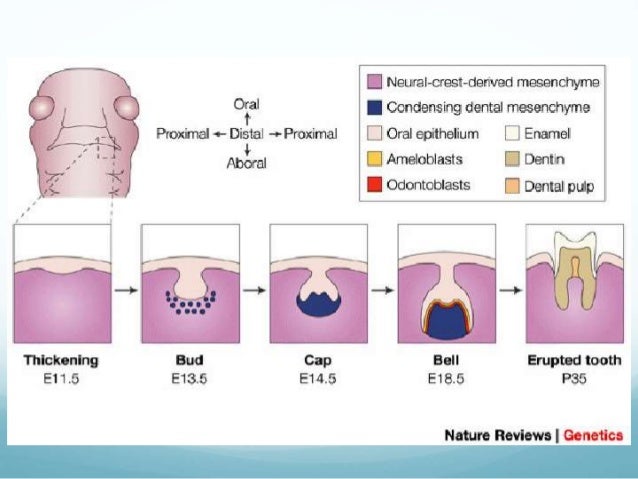 Odontología: Embriología e Histología Dental Odontogenesis