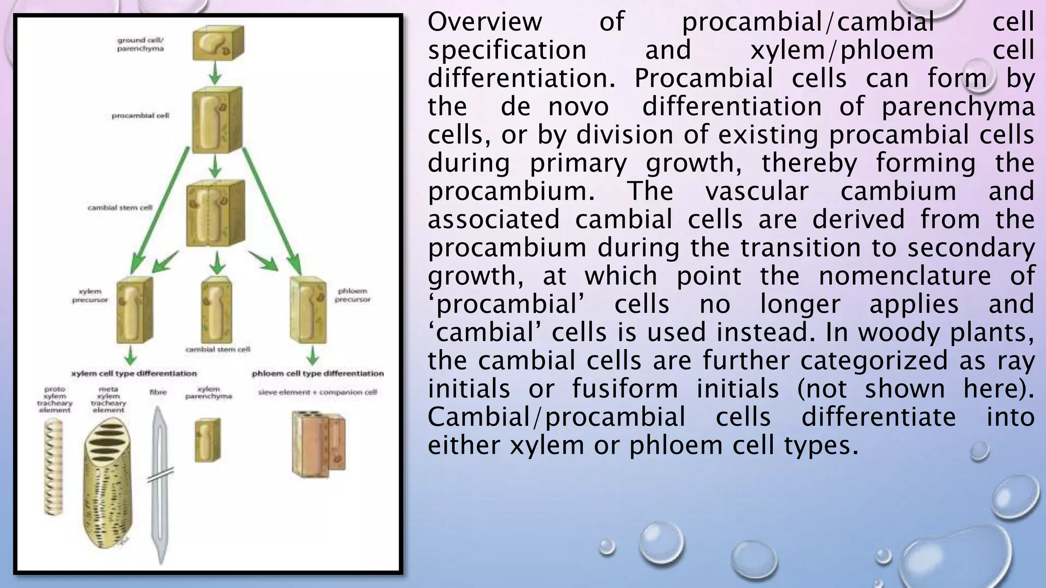 Xyelm differentiation | PPTX