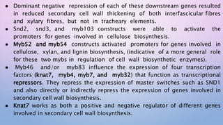 Xyelm differentiation | PPTX