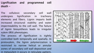Xyelm differentiation | PPTX