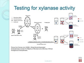 Xylanase Presentation For Thesis | PPTX