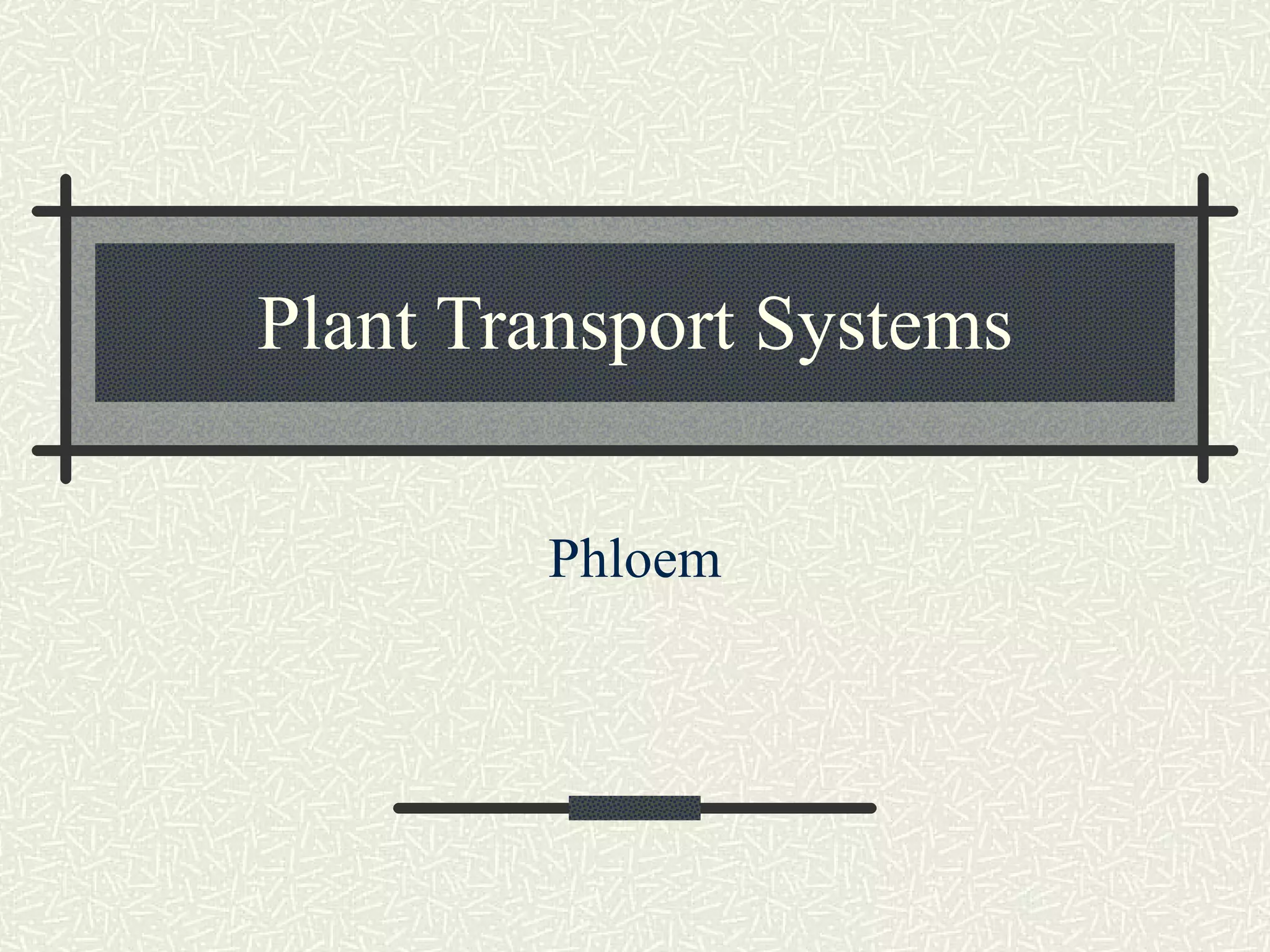 Xylem And Phloem | PPT