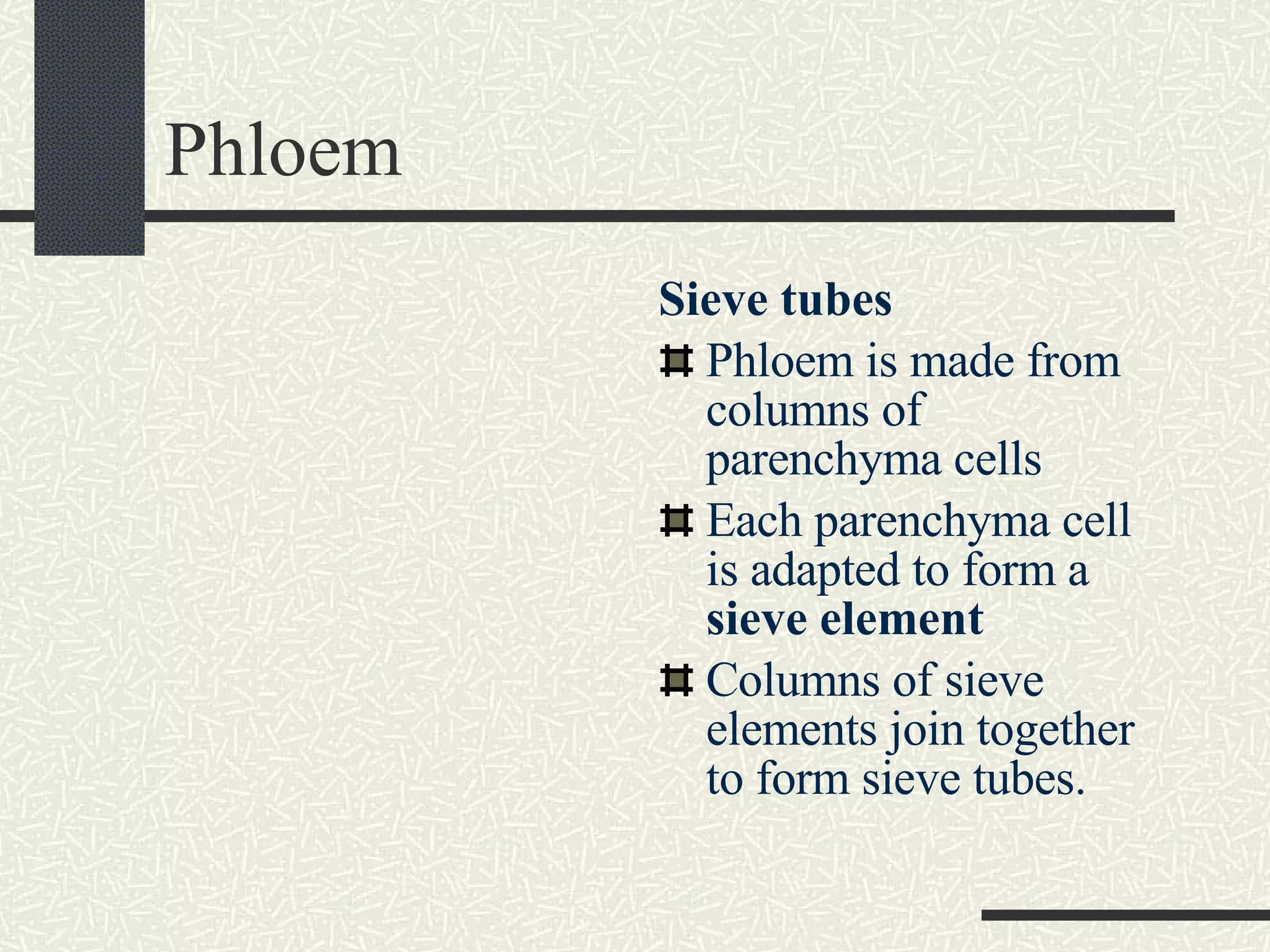 Xylem And Phloem | PPT