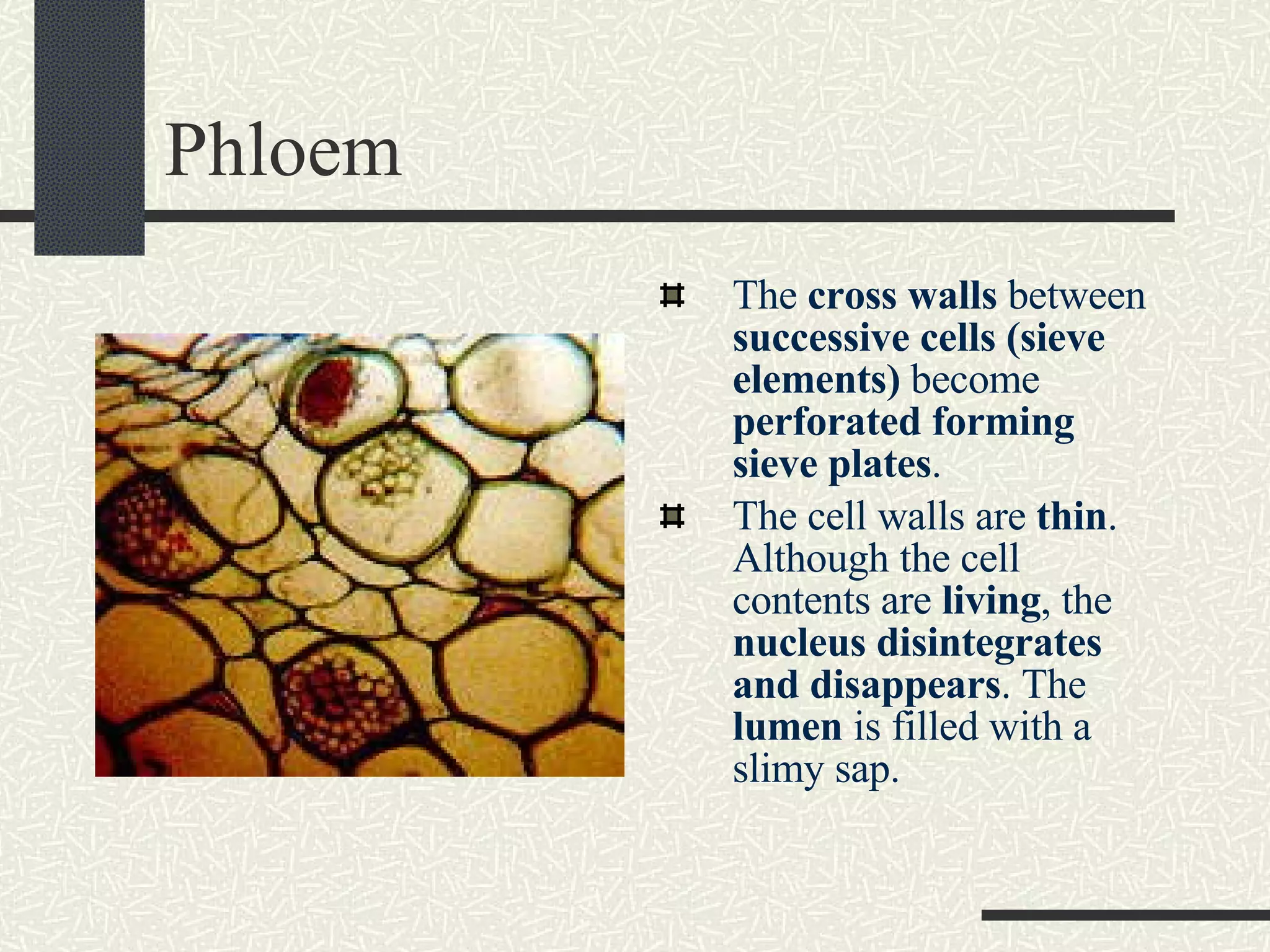 Xylem And Phloem | PPT