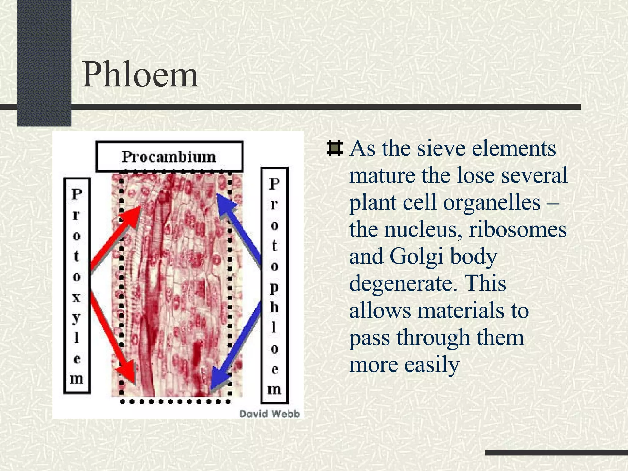 Xylem And Phloem | PPT