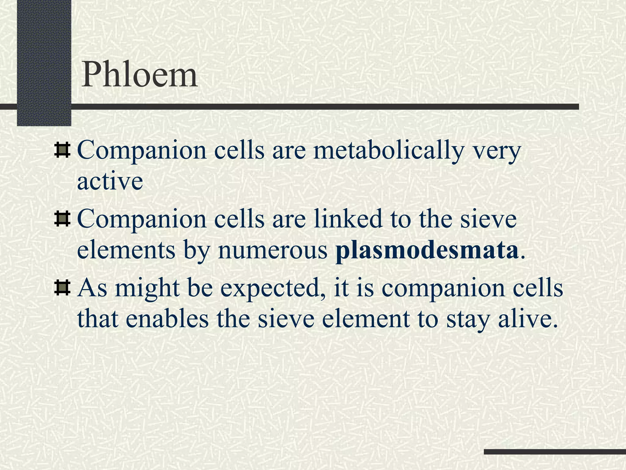 Xylem And Phloem | PPT