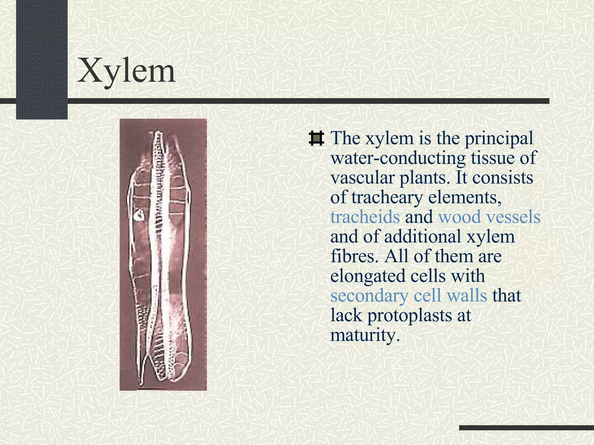 Xylem And Phloem | PPT