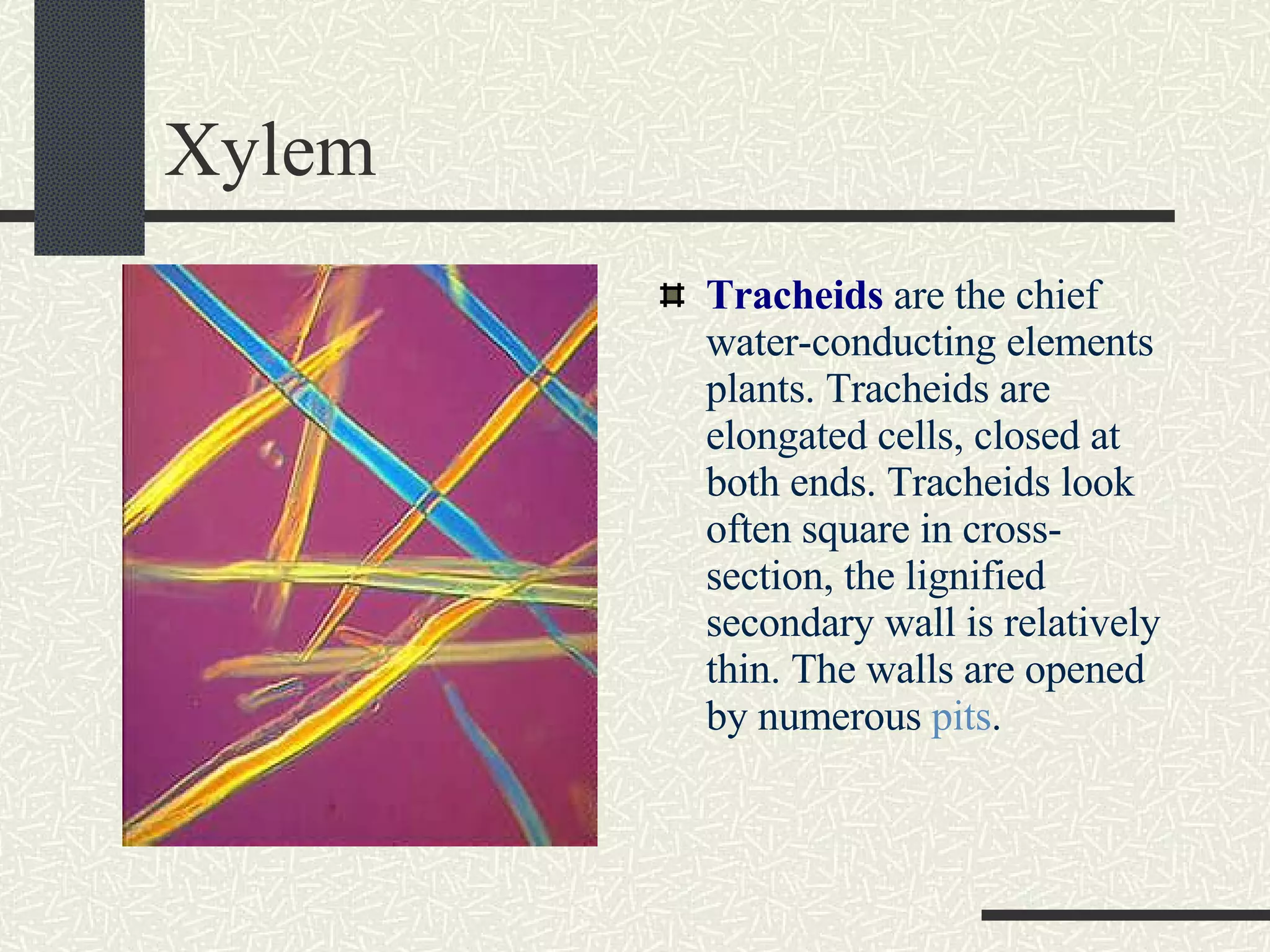 Xylem And Phloem | PPT
