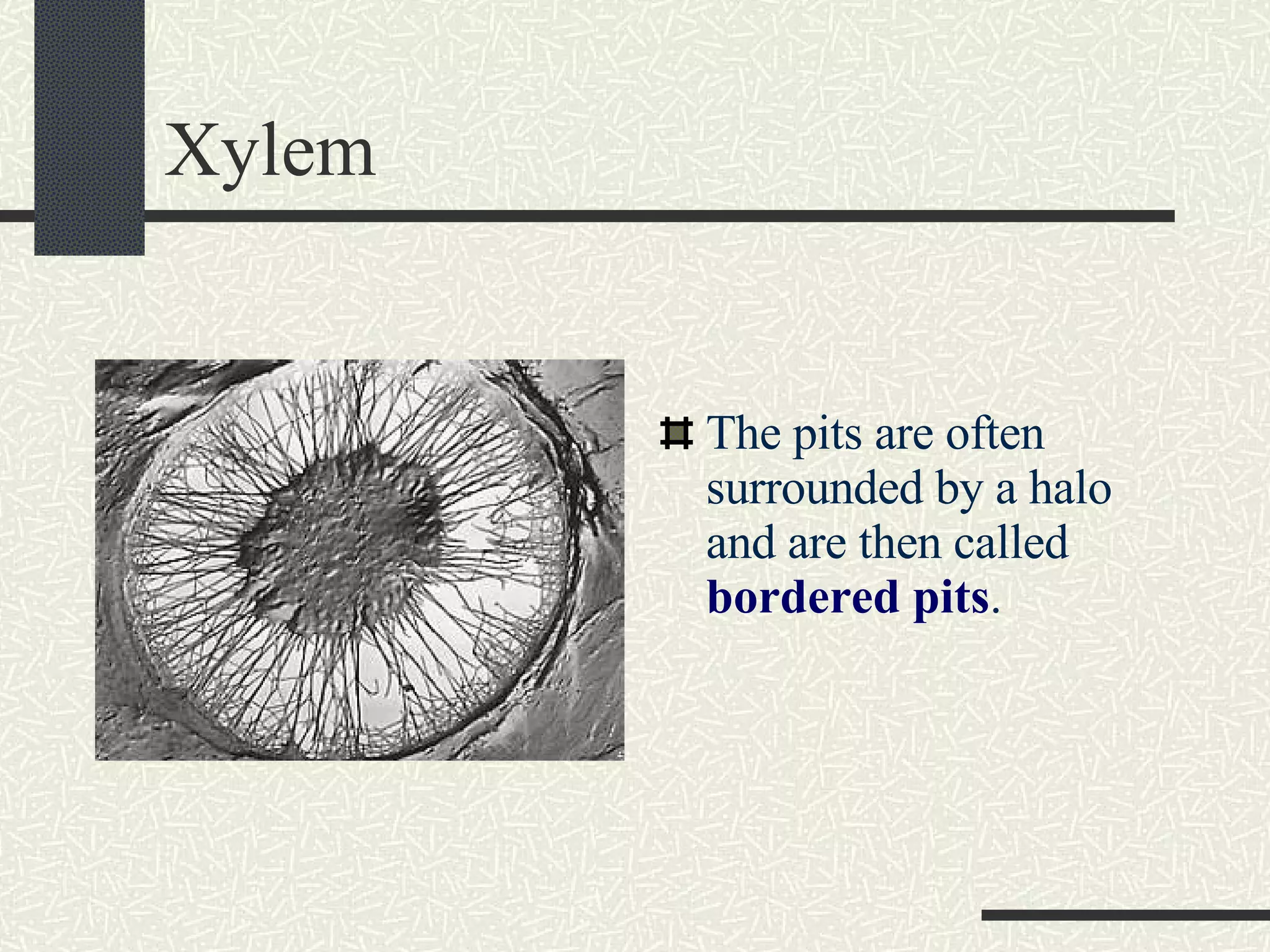 Xylem And Phloem | PPT