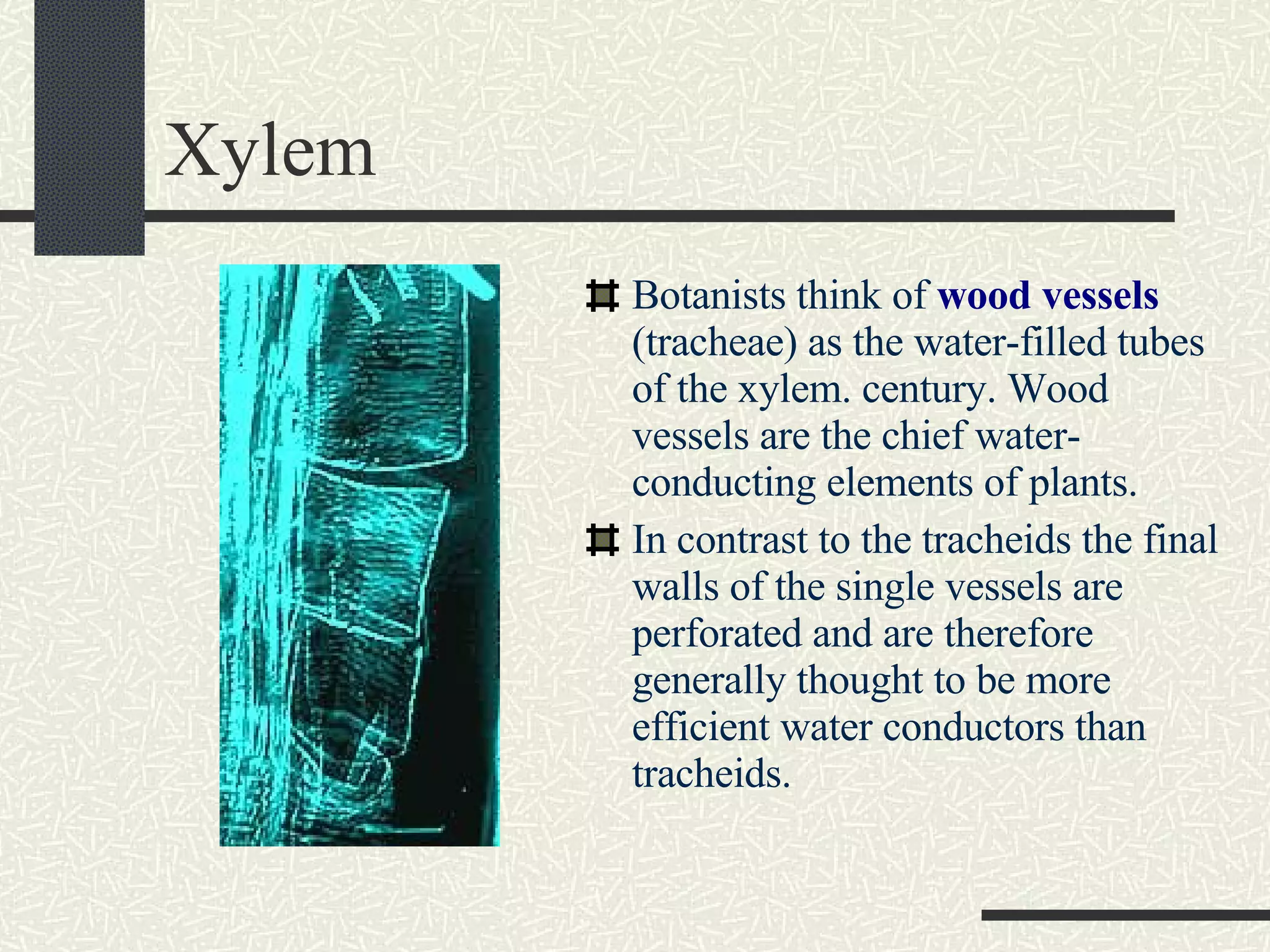Xylem And Phloem | PPT