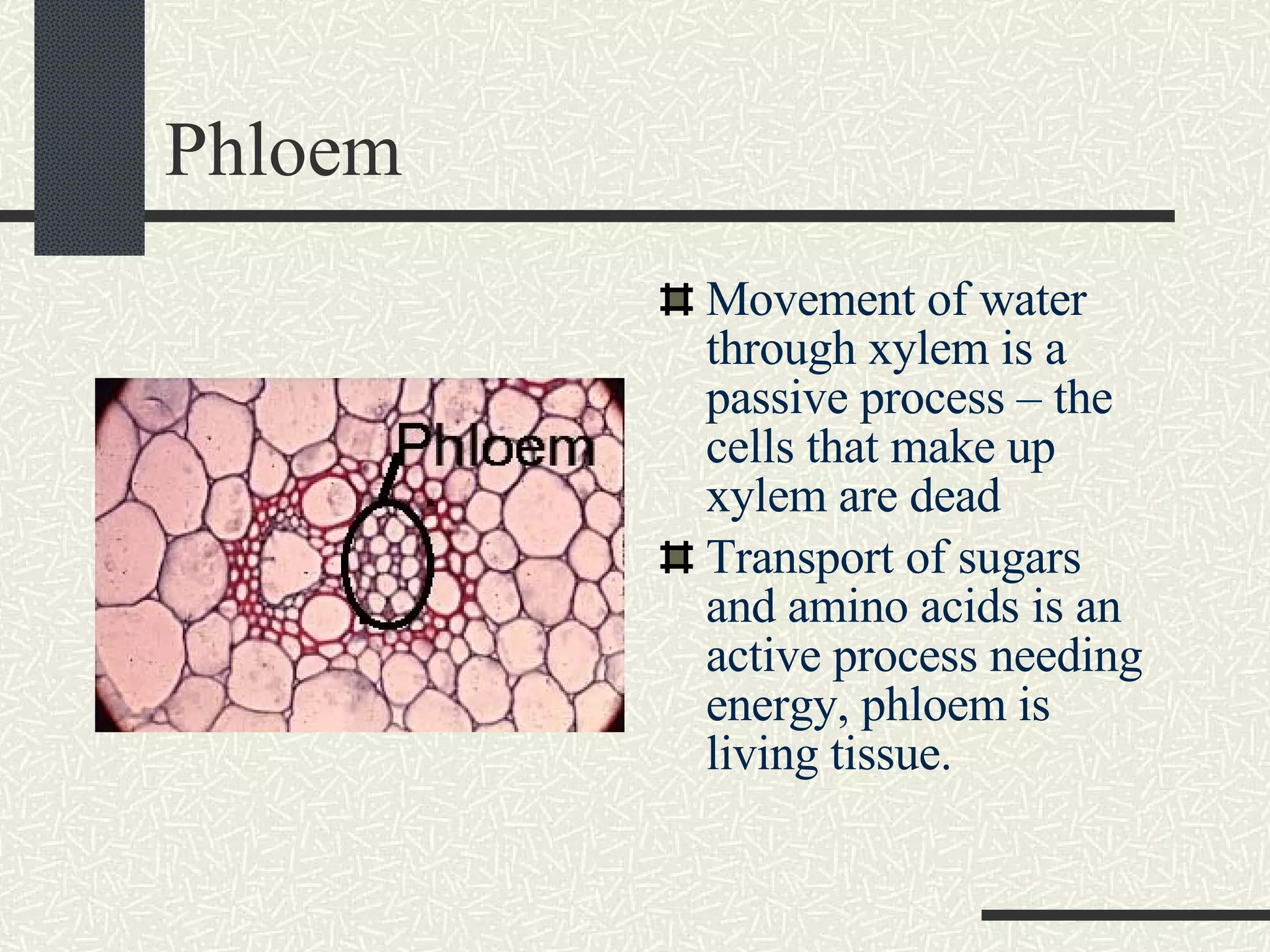 Xylem And Phloem | PPT