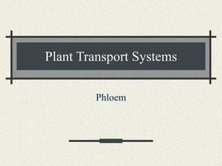 Xylem And Phloem | PPT