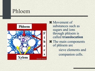 Xylem And Phloem | PPT