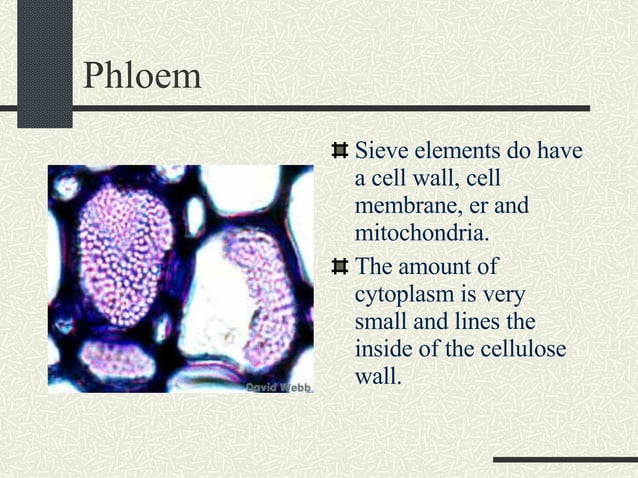 Xylem And Phloem | PPT