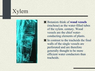 Xylem And Phloem | PPT