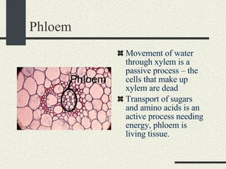 Xylem And Phloem | PPT