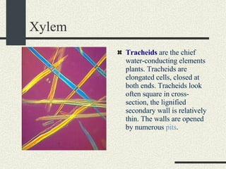 Xylem Slide