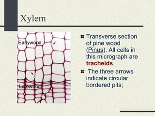 Xylem Cell For Kids