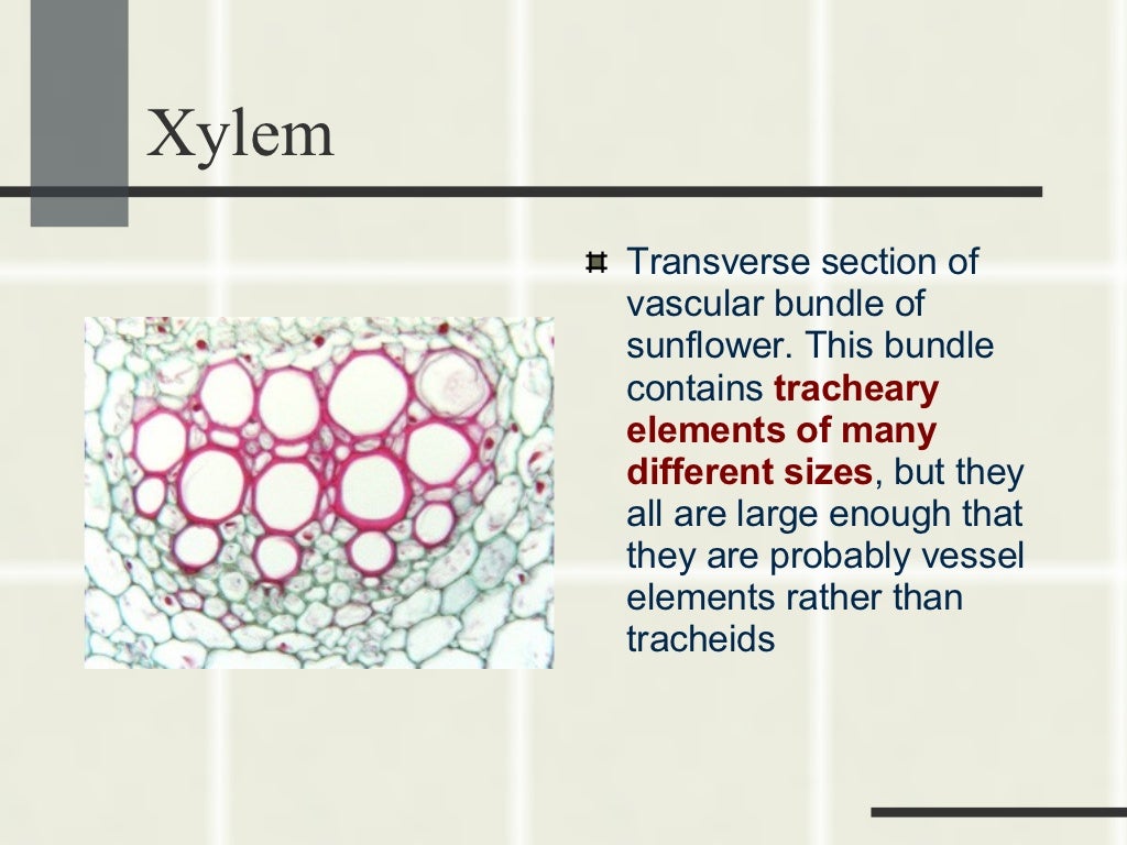 Xylem Phloem