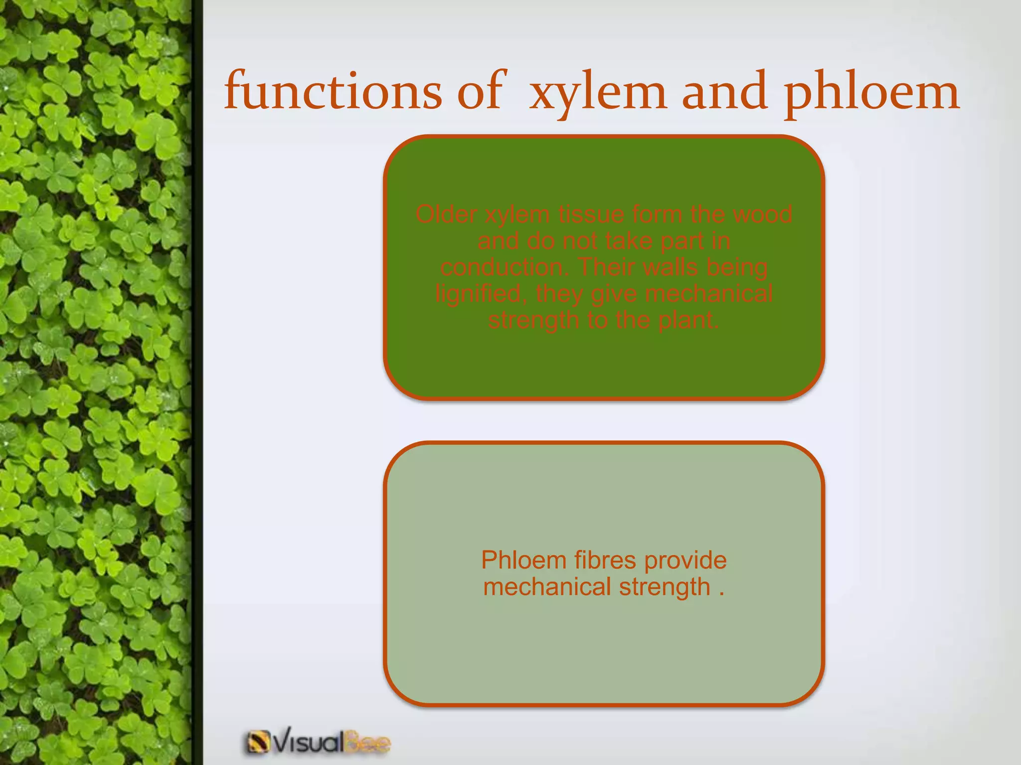 xylem and phloem | PPTX