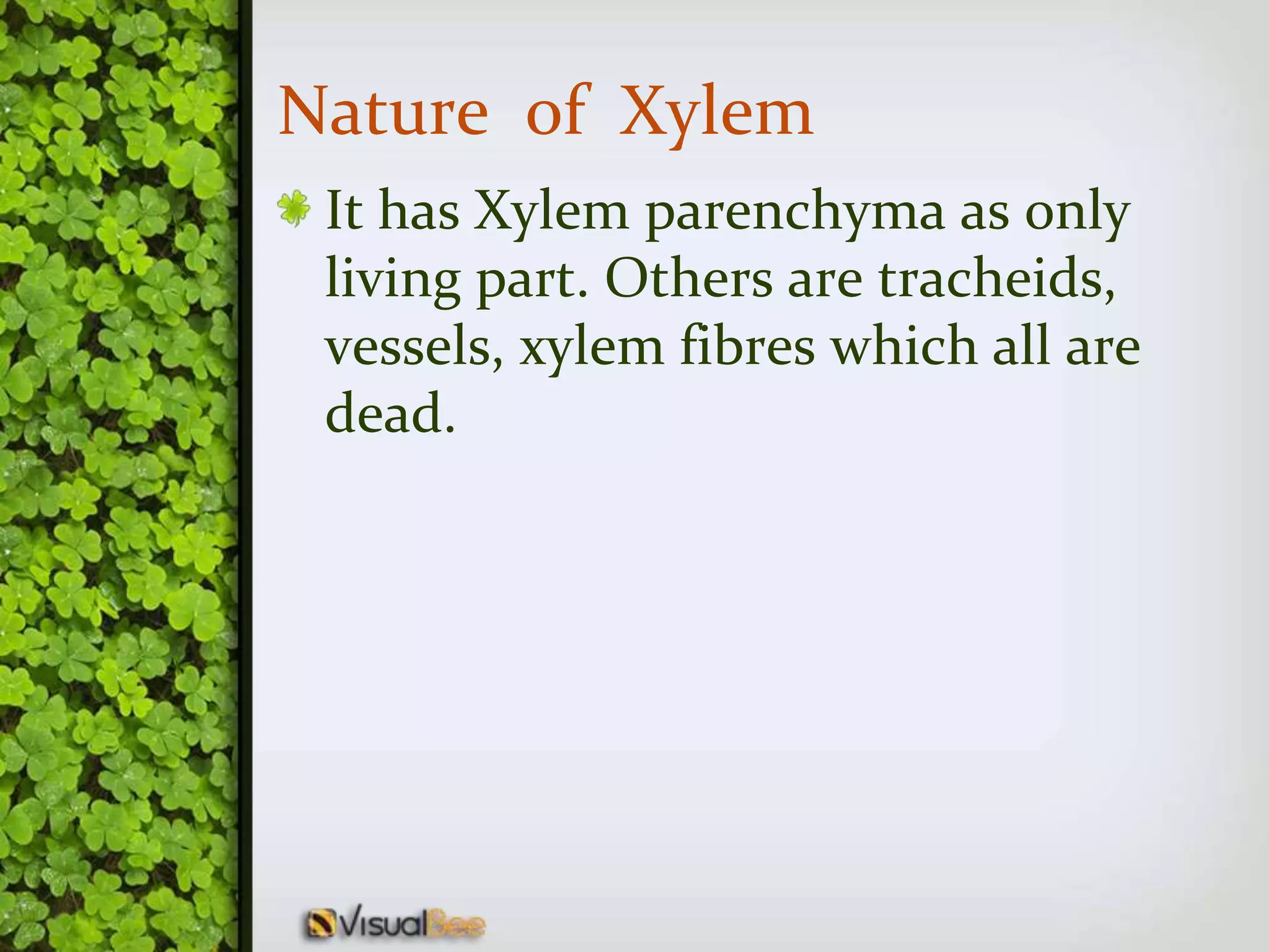 xylem and phloem | PPTX